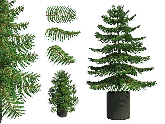 Araucaria Heterophylla 3D model | CGTrader