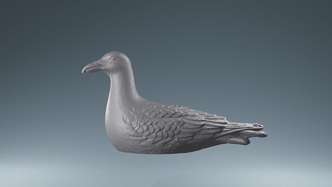 Sitting swimming realistitic seagull flat bottom 3D model 3D printable ...