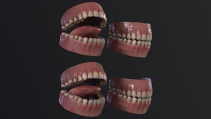 3D model Teeth and tongue VR / AR / low-poly | CGTrader