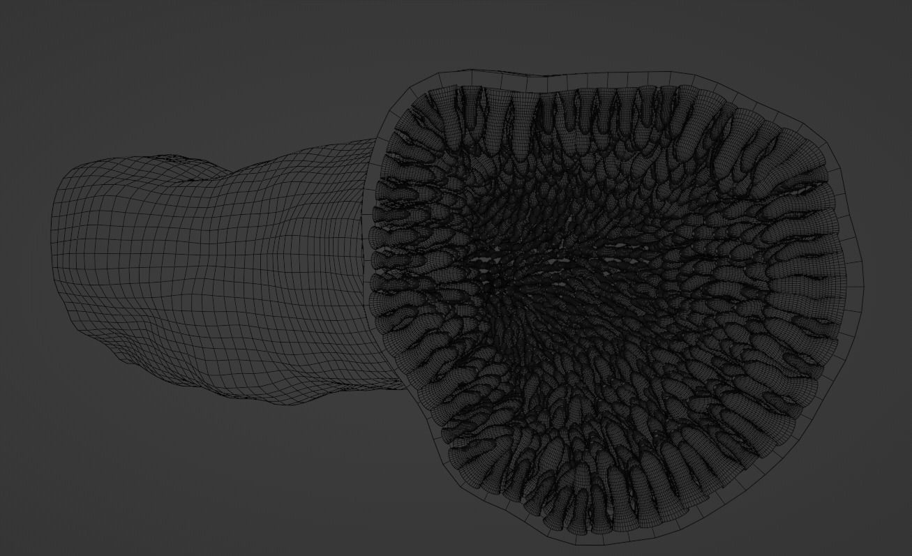 3D model villi 3D model Intestinal VR / AR / low-poly | CGTrader