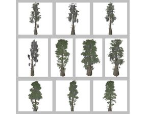 Cypress tree 3D Models | CGTrader