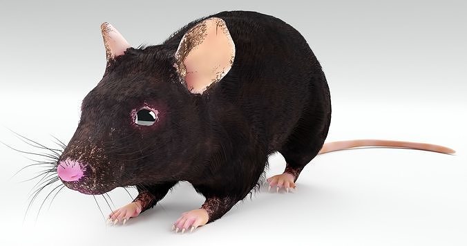 3D model Realistic Mouse rat VR / AR / low-poly | CGTrader