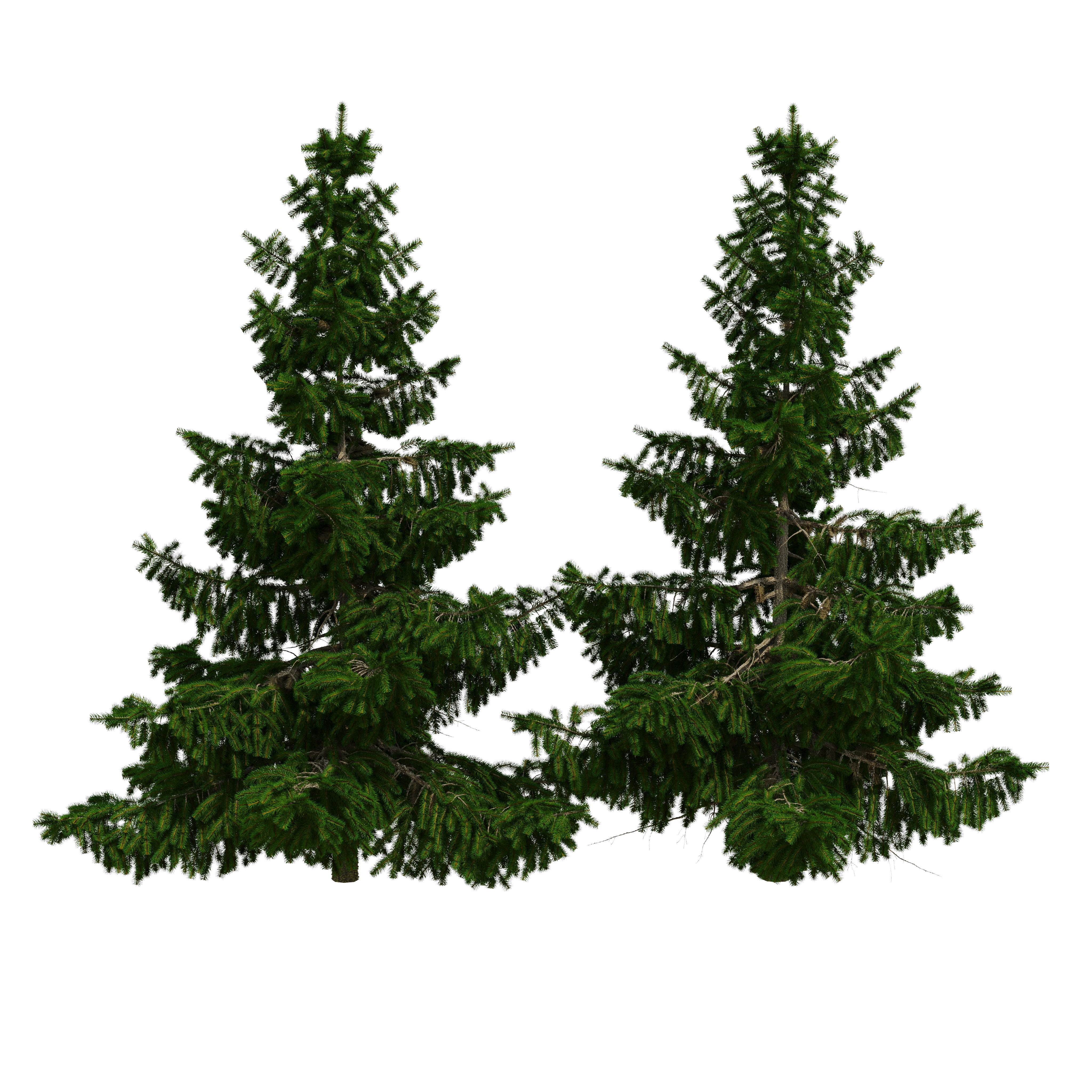 Spruce from 1m to 2m 3D model | CGTrader