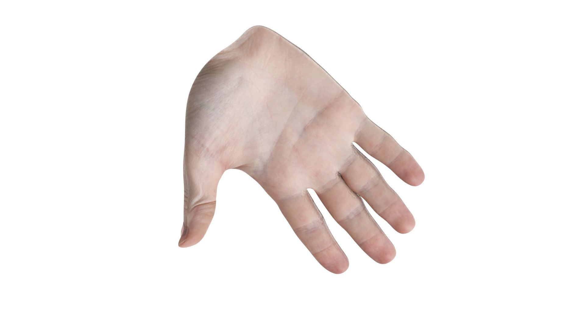 Human Hands 3D model | CGTrader
