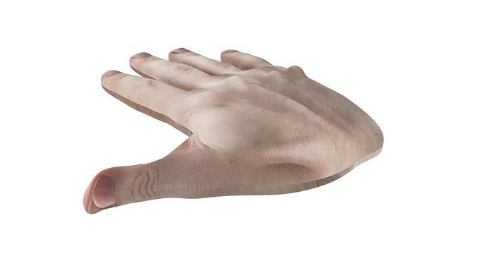 Human Hands 3D model | CGTrader