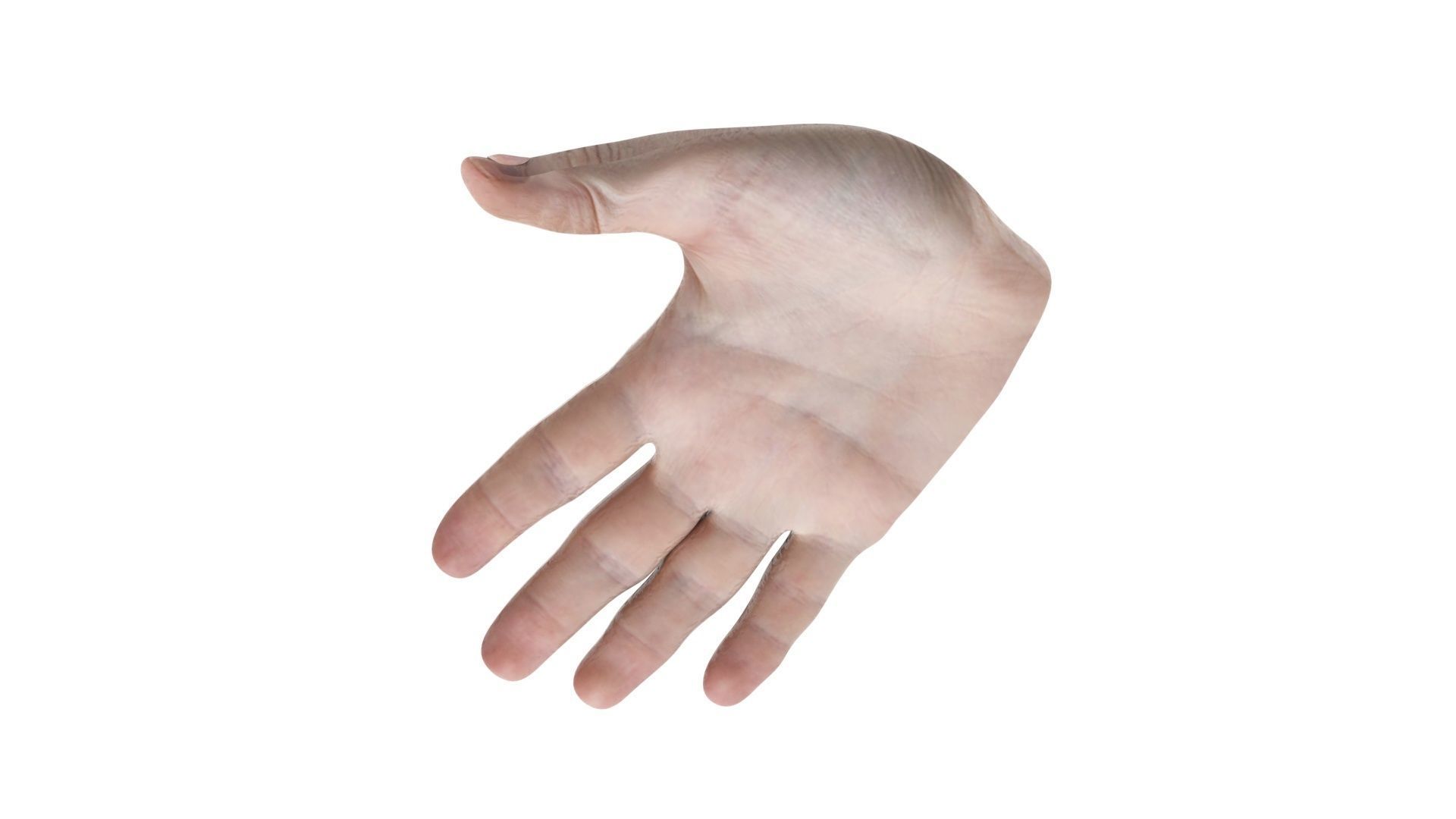 Human Hands 3D model | CGTrader