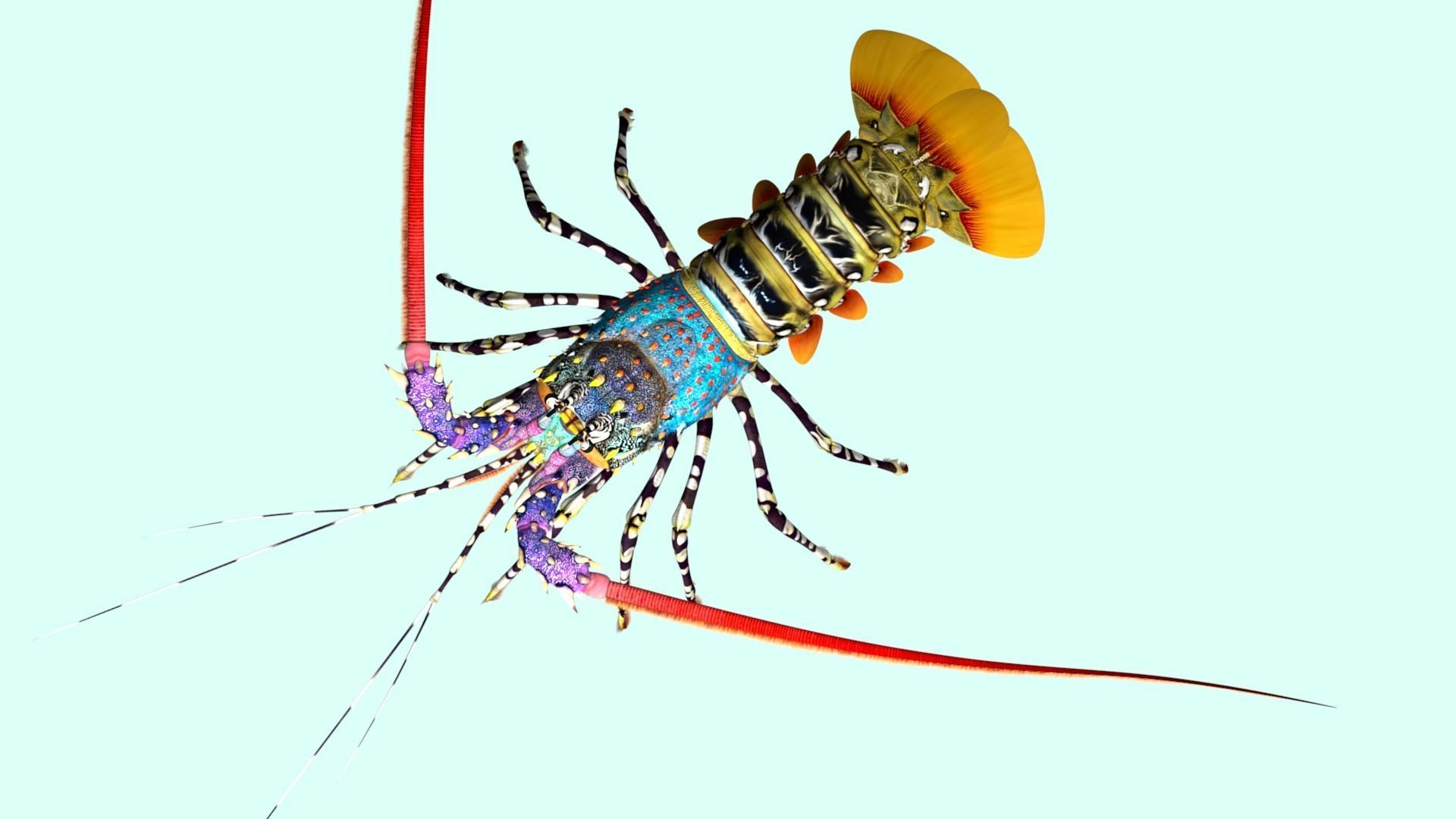 Ornate spiny lobster 3D model | CGTrader