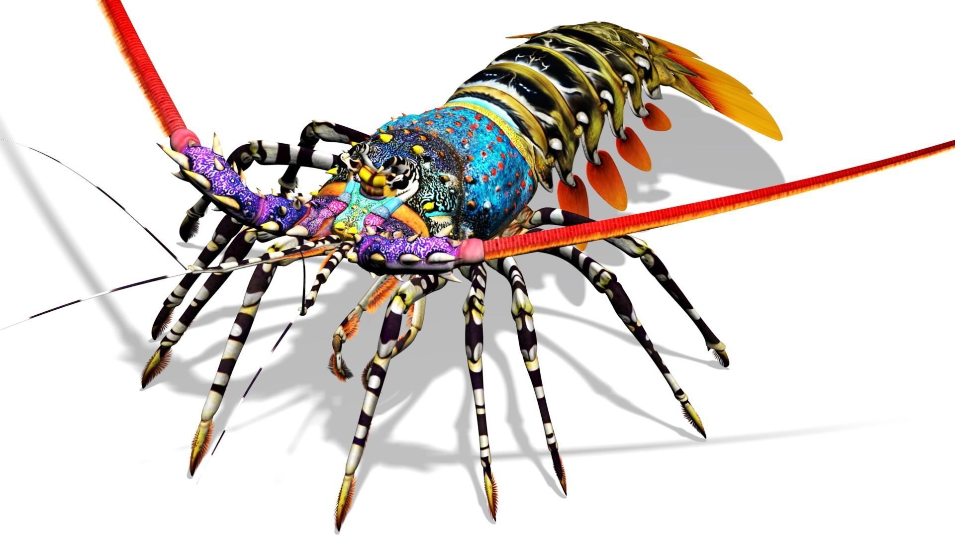Ornate spiny lobster 3D model | CGTrader