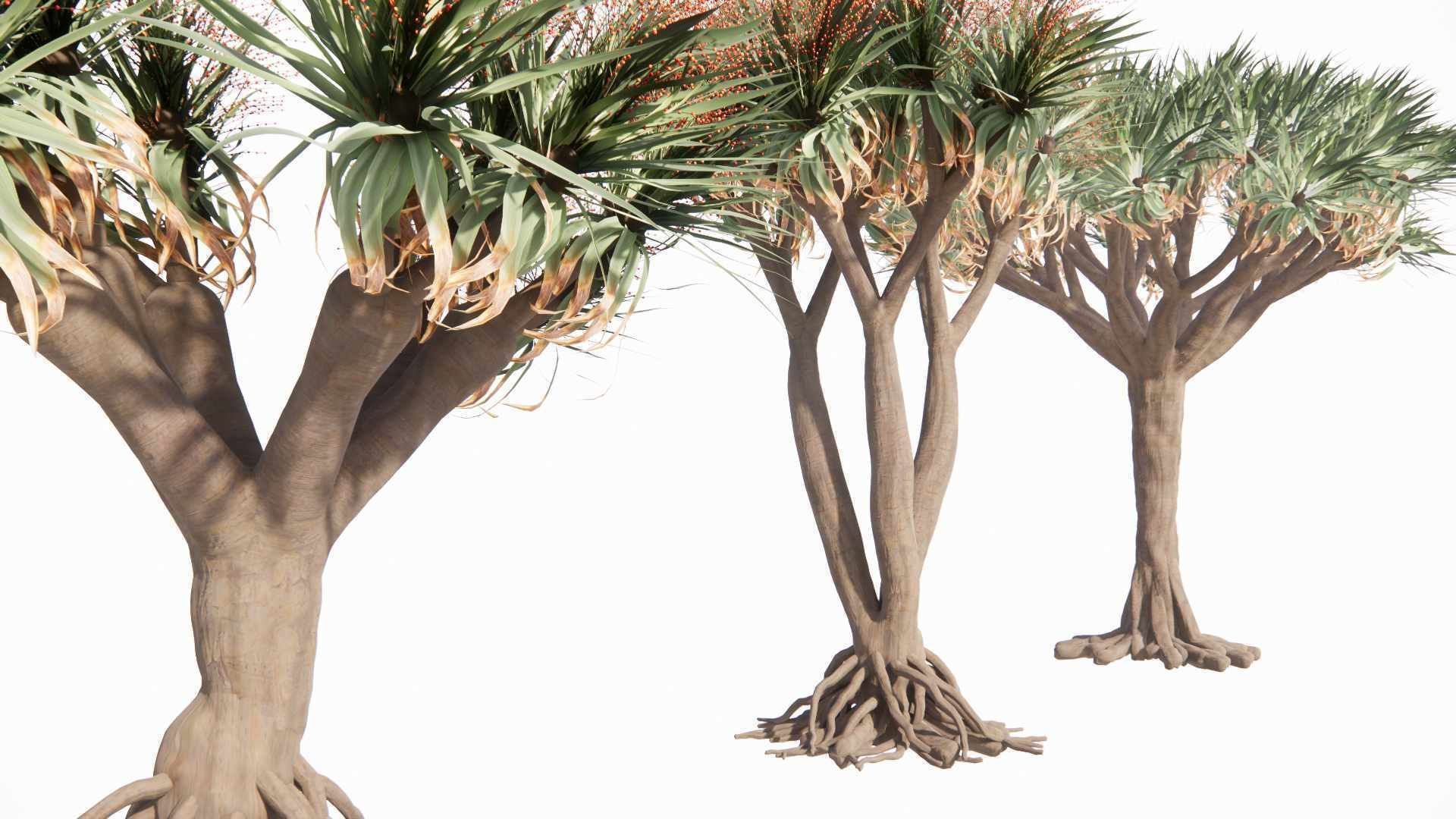 Dracaena draco 3D model | CGTrader