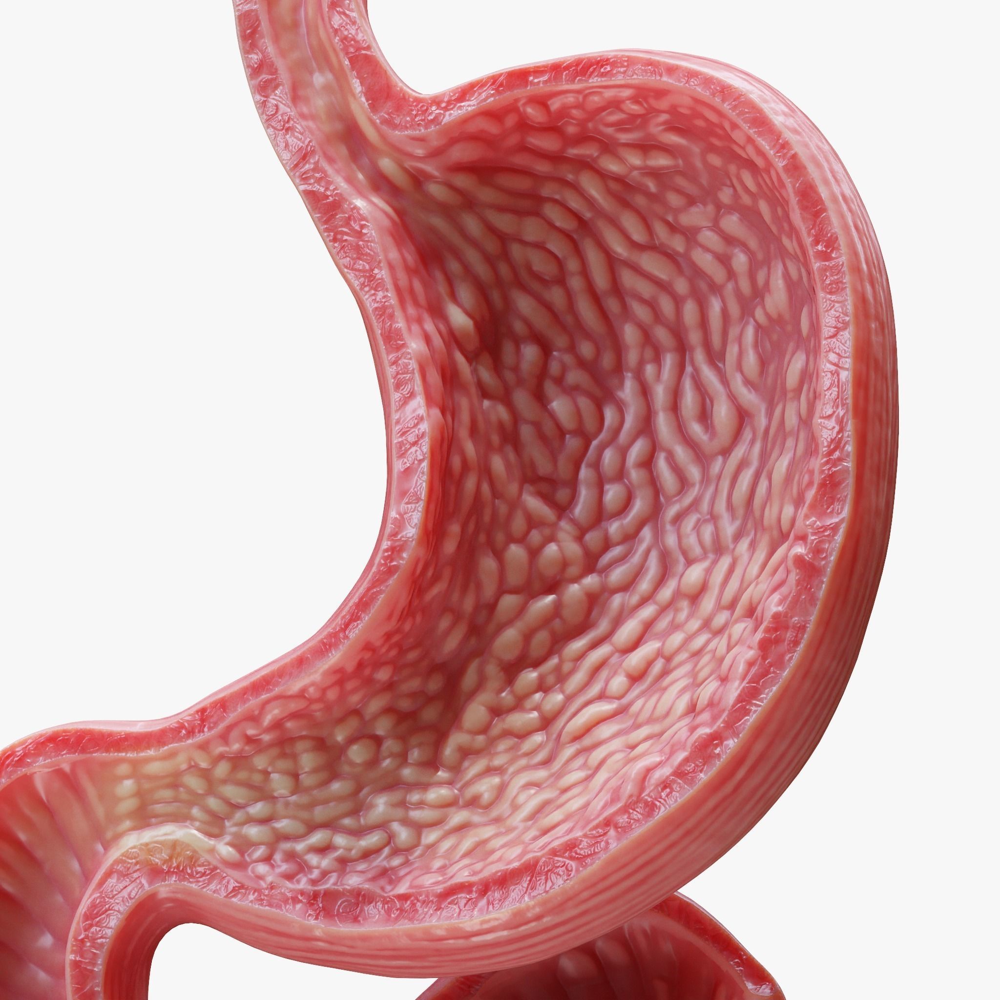 Human Stomach 3D model | CGTrader