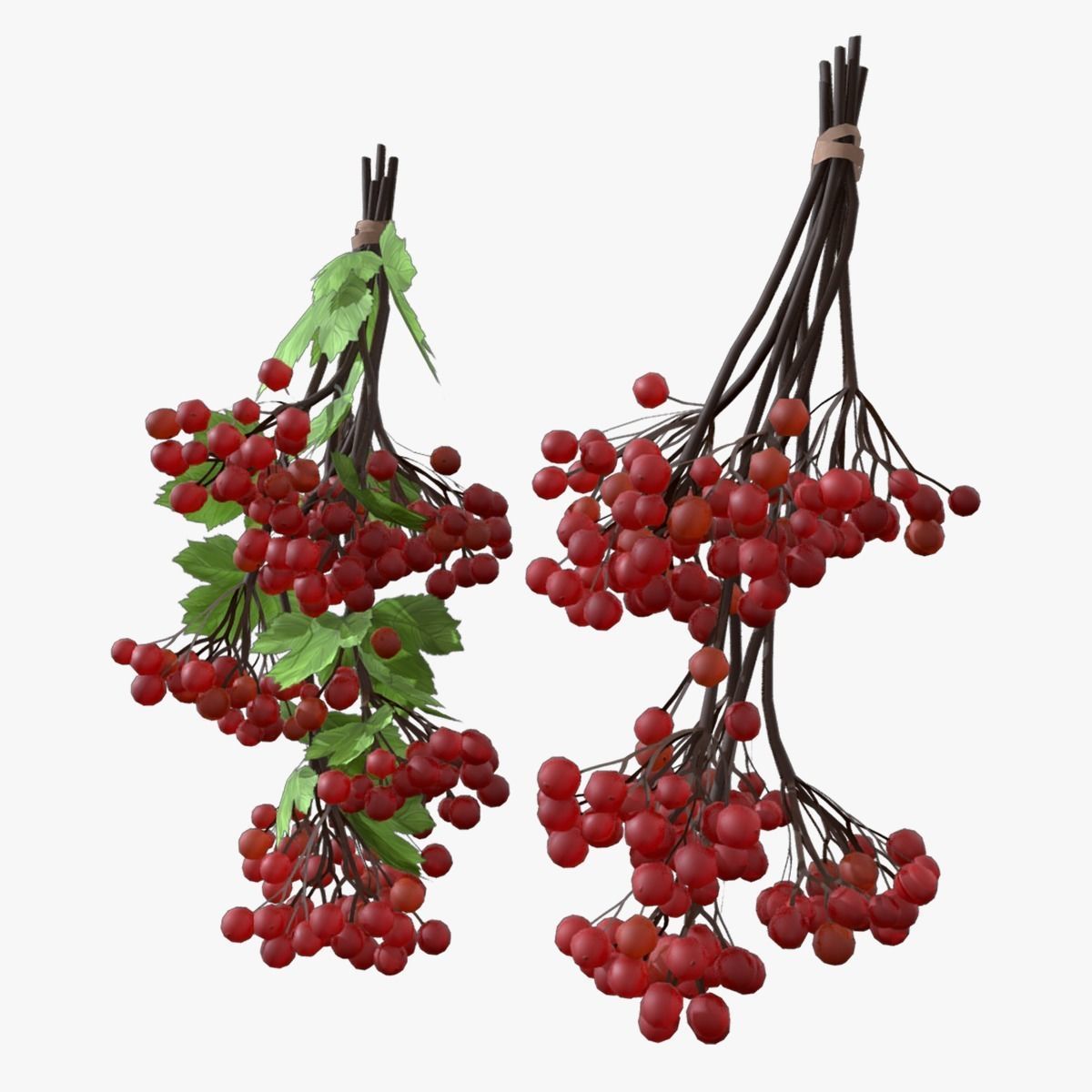 3D model Guelder rose red berries with leaves VR / AR / low-poly | CGTrader