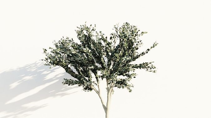 japanese tree free 3D model | CGTrader