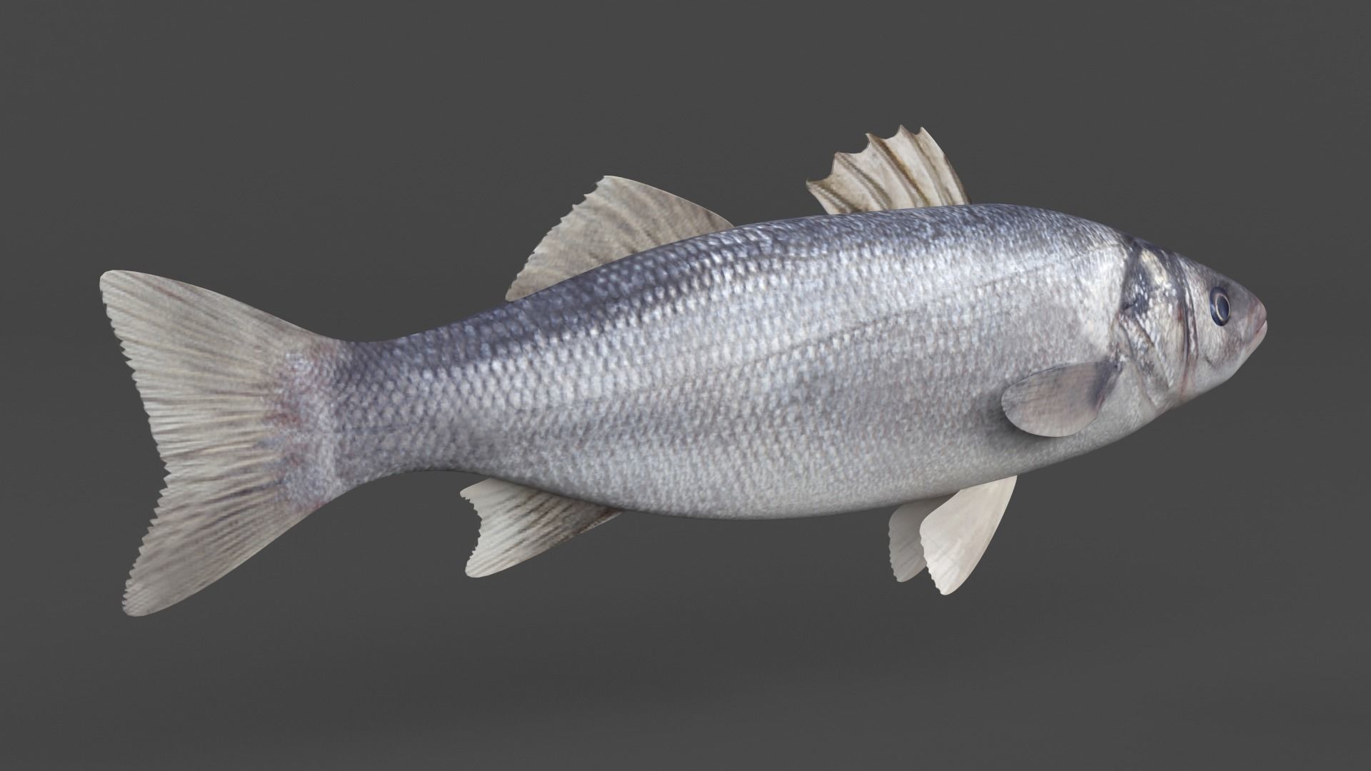 Seabass Fish 3D model | CGTrader