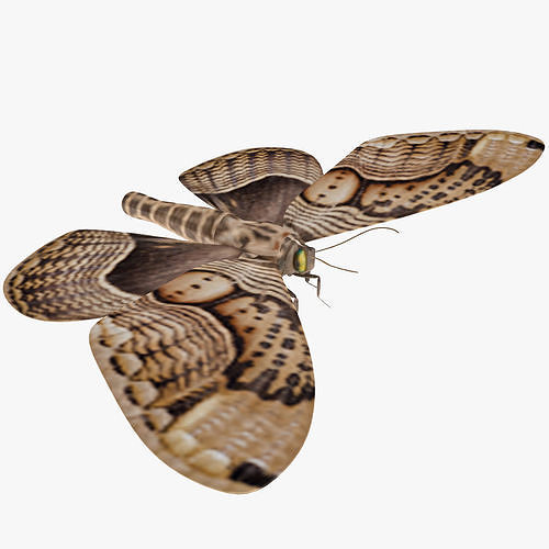 Owl Moth 3D model | CGTrader
