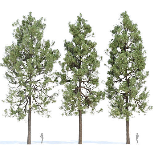 Pine trees collection vol 178 3D model | CGTrader