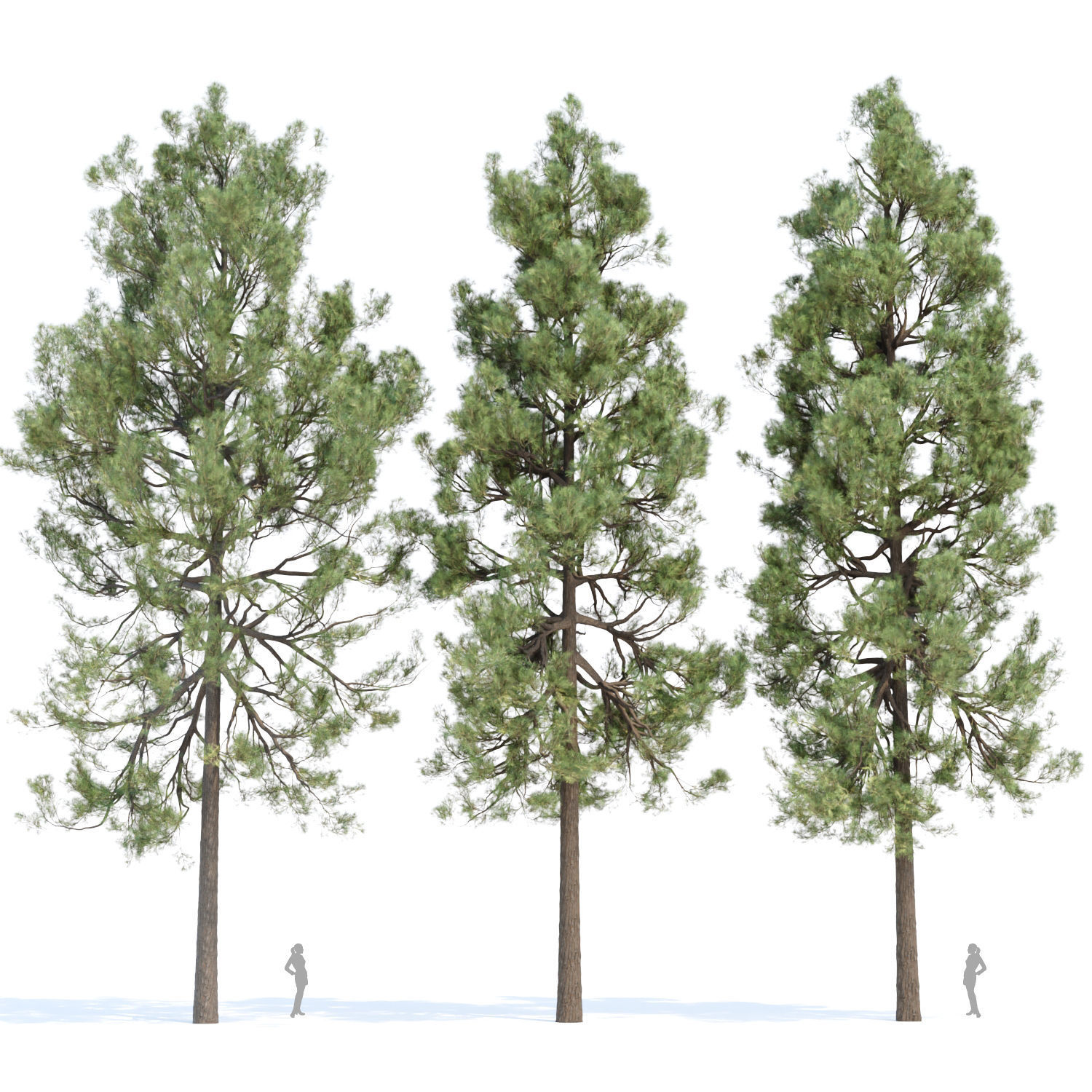 Pine trees collection vol 178 3D model | CGTrader