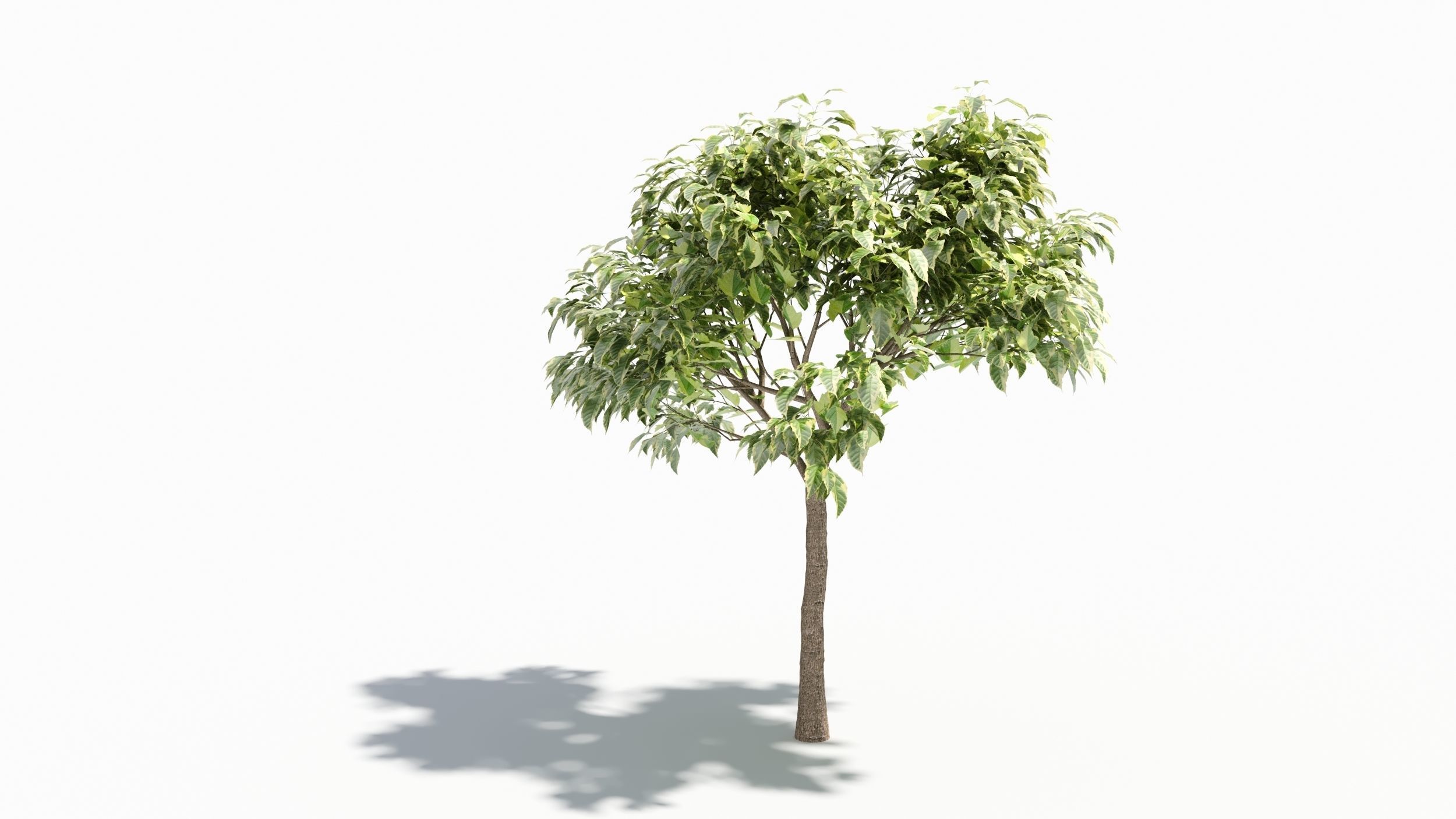 Acer negundo tree 3D model | CGTrader