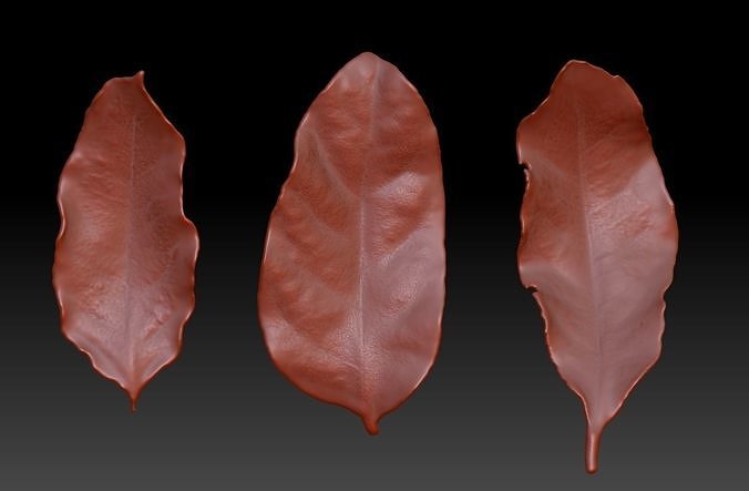 leaf foliage leafage 3D printing leaves ZBrush Leaf Brush 3D model 3D printable | CGTrader
