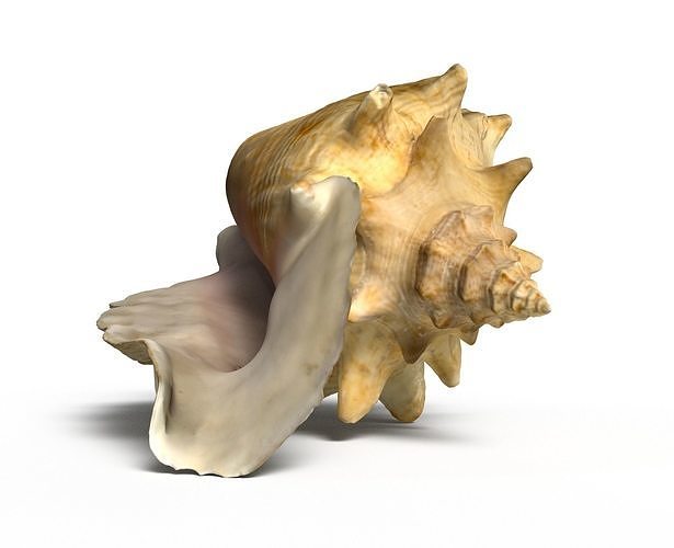 Conch shell 3D model | CGTrader