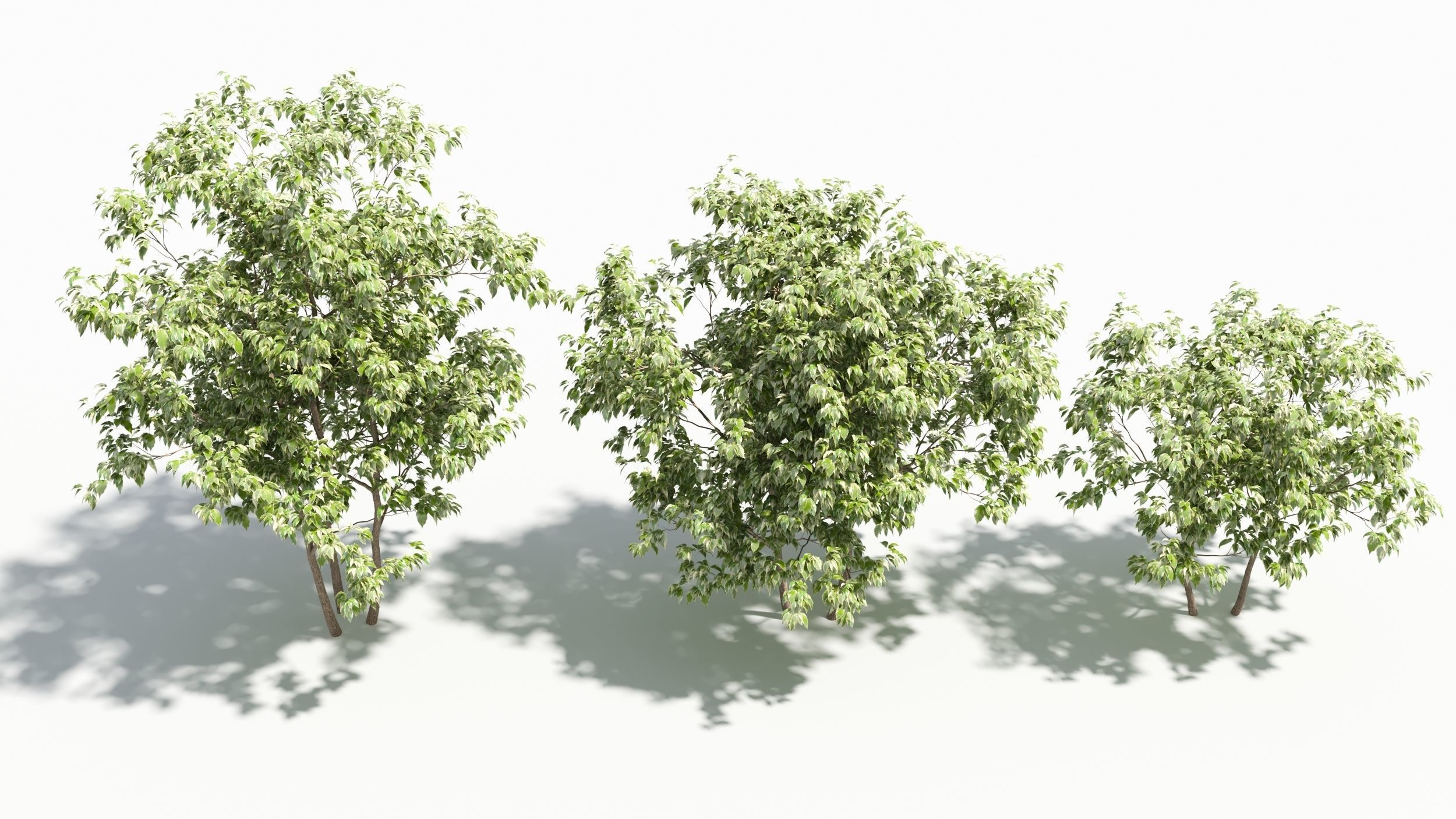 Acer negundo tree 3D model | CGTrader