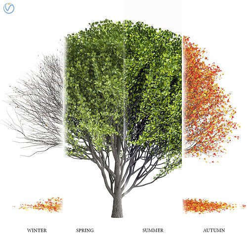 Maple tree-season pack 3D model | CGTrader