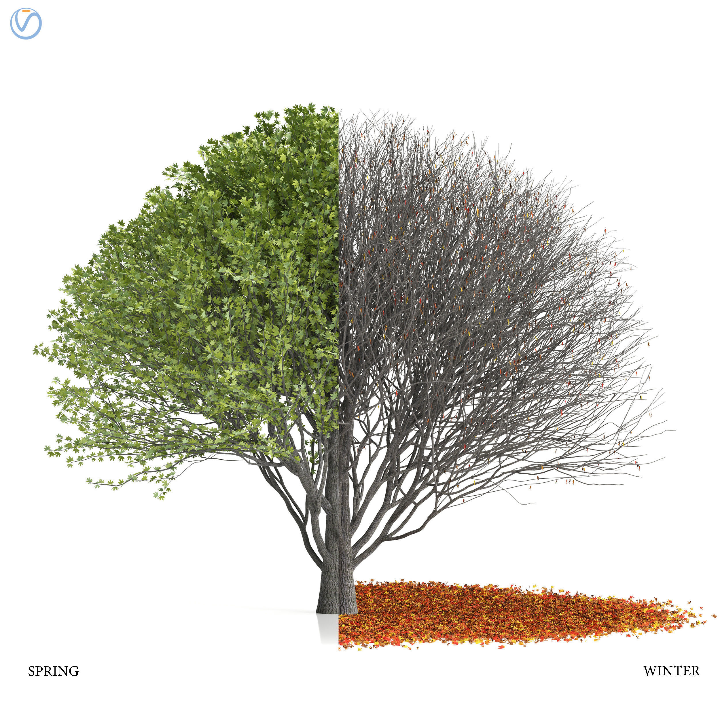 Maple tree-season pack 3D model | CGTrader