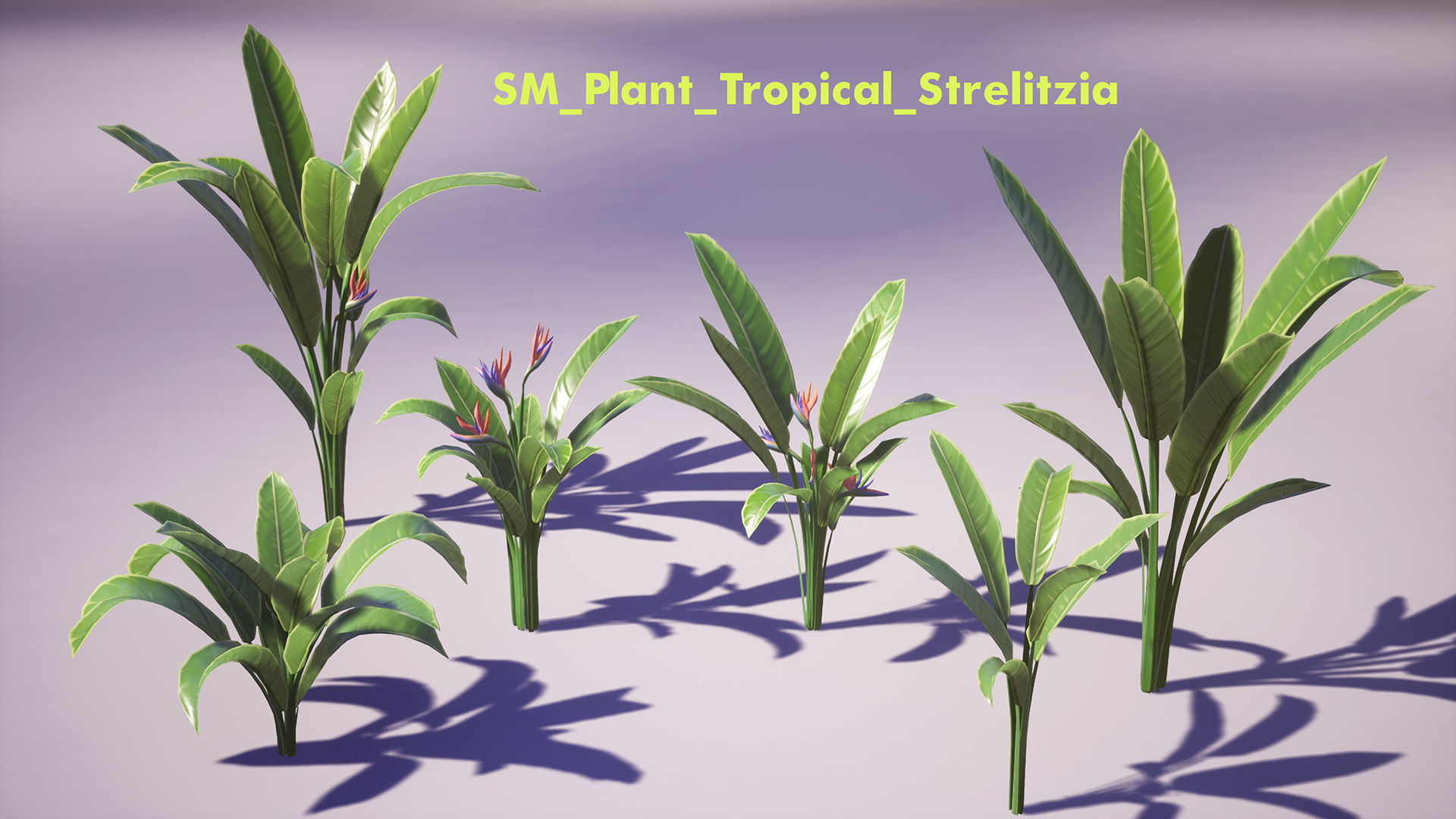 3D model Banana and Strelitzia Plants VR / AR / low-poly | CGTrader