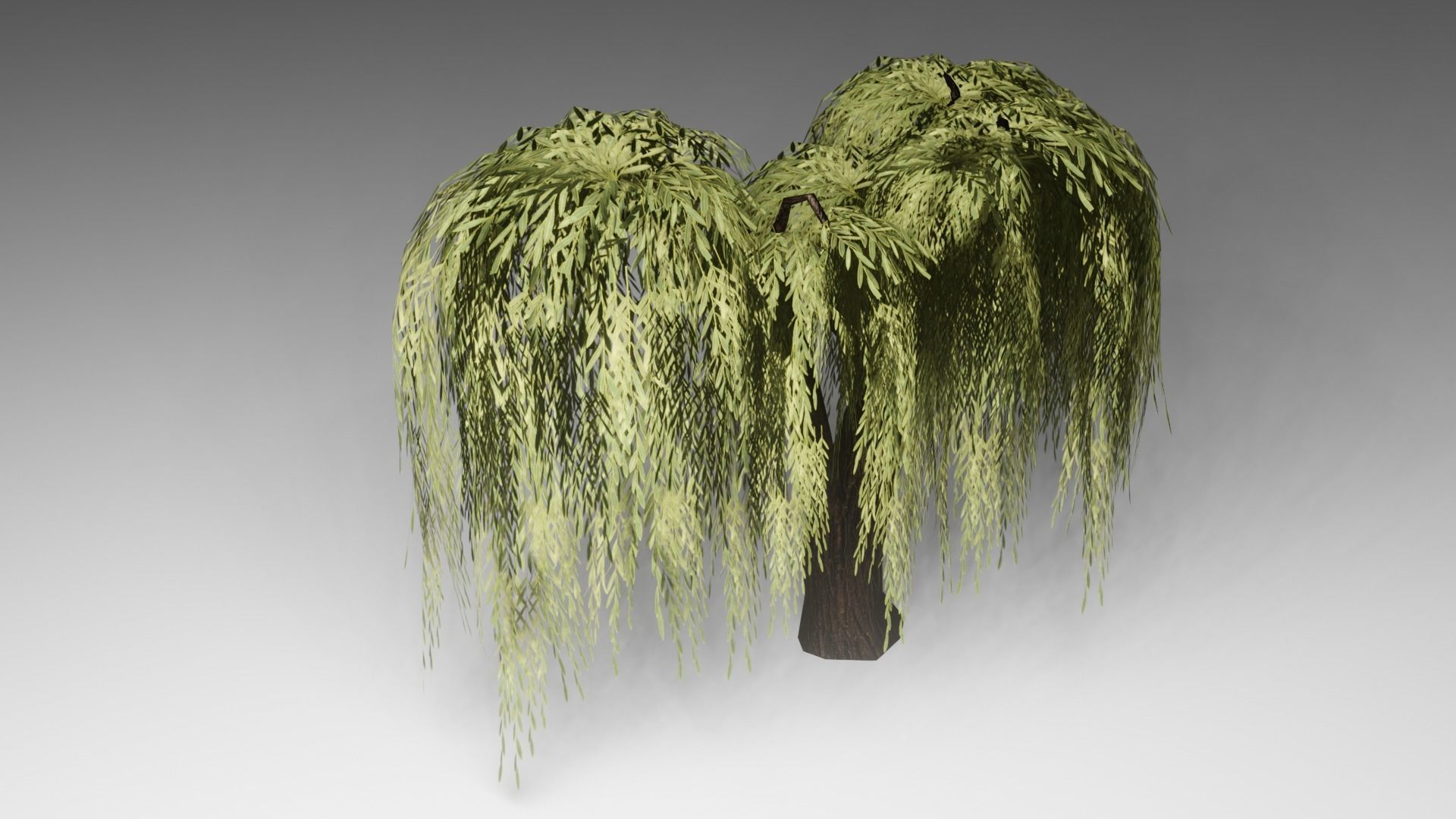 3D model Willow Tree Game Ready VR / AR / low-poly | CGTrader