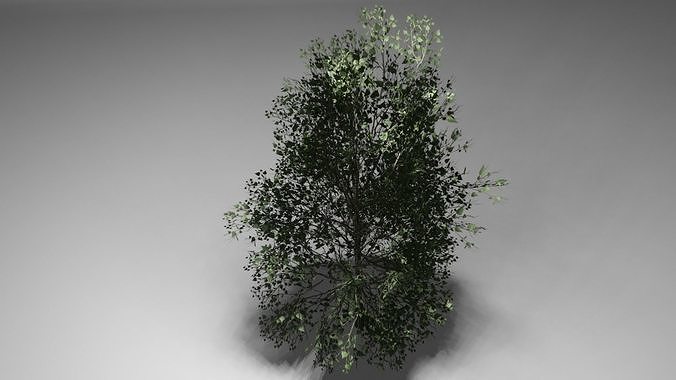 3D model Lime Tree Game Ready VR / AR / low-poly | CGTrader