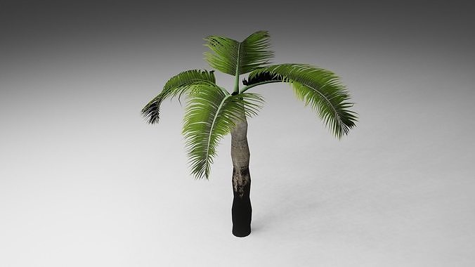 3D model Palm Tree Game Ready VR / AR / low-poly | CGTrader