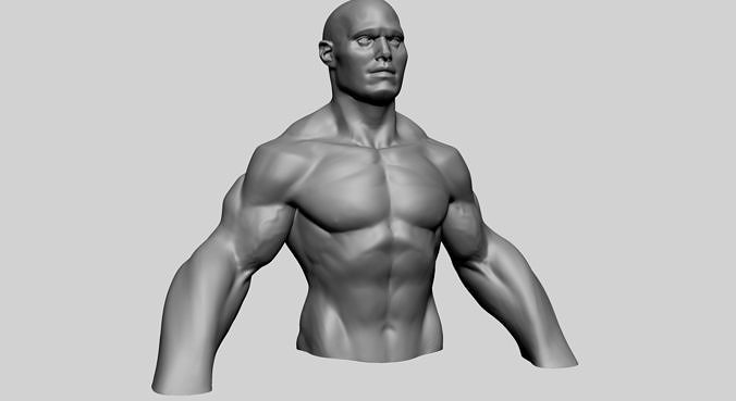 Stylized Male Upper Body 3D model | CGTrader