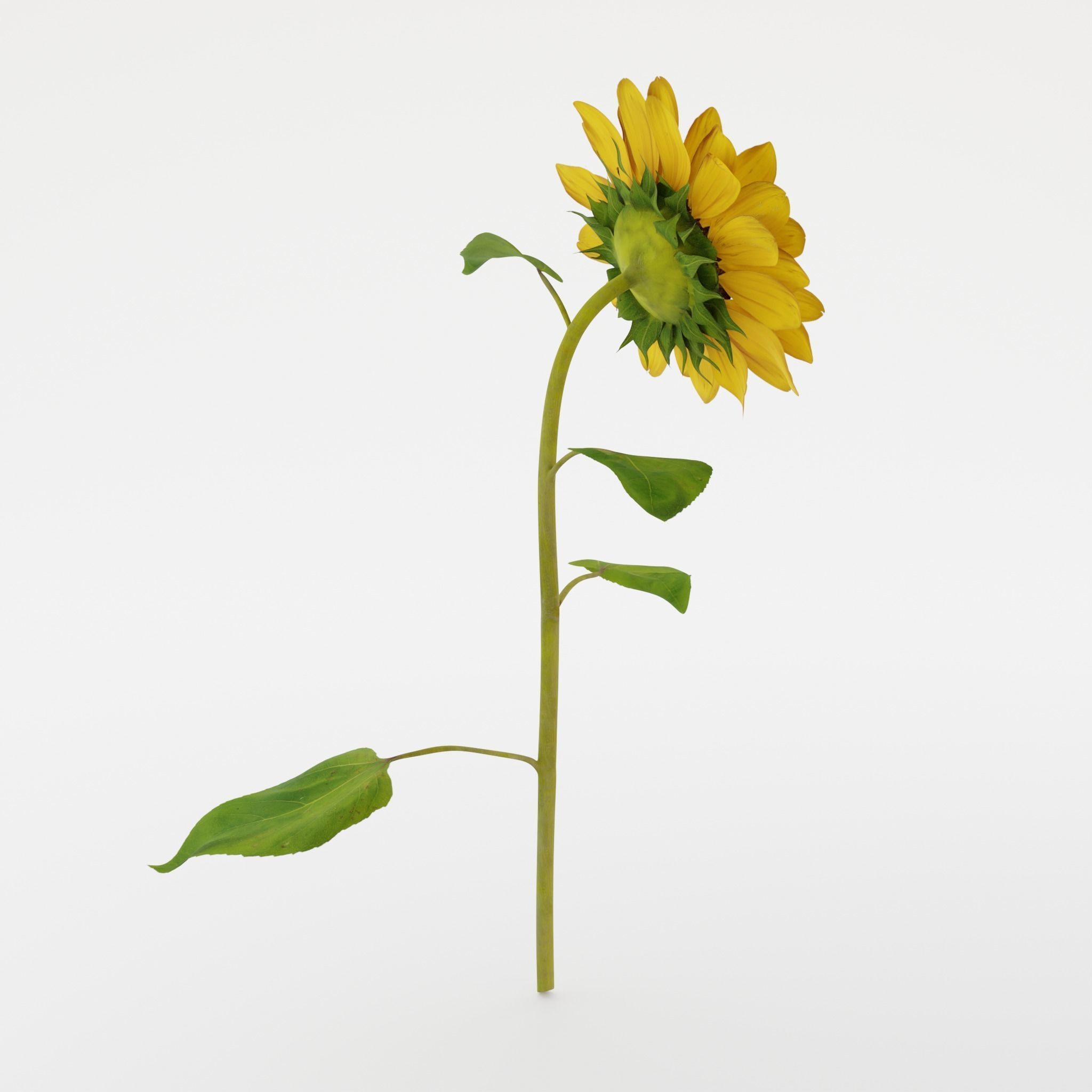 Sunflower 3D model | CGTrader
