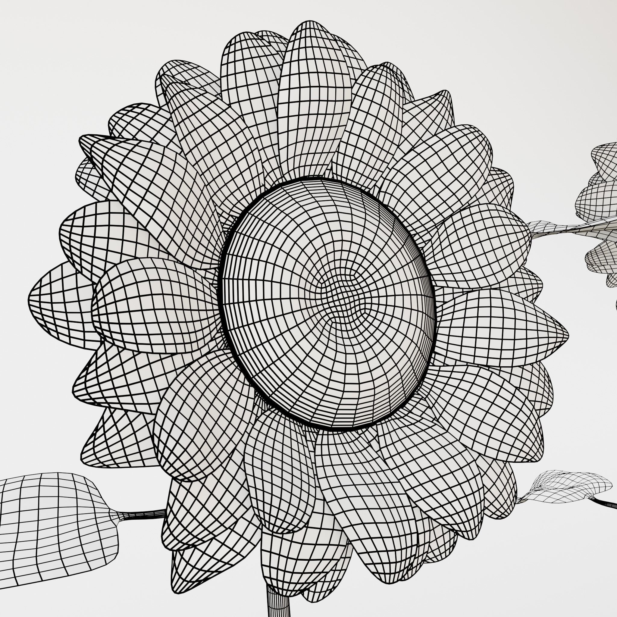 Sunflower 3D model | CGTrader