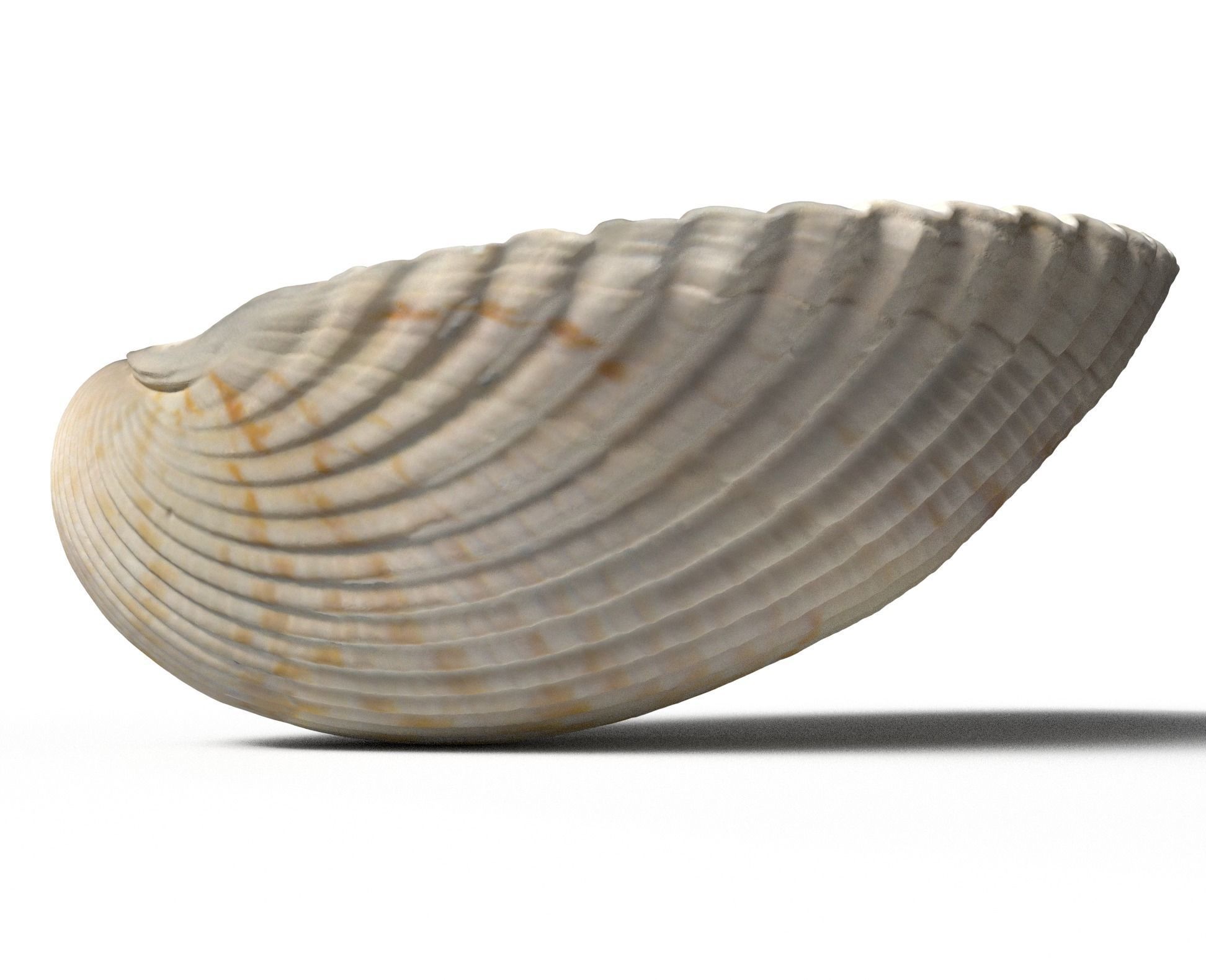 Atlantic giant cockle scallop shell 3D model | CGTrader