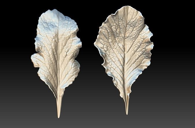 Leaf vegetable leaves leaf texture leaf sculpture 3D printing 3D model ...