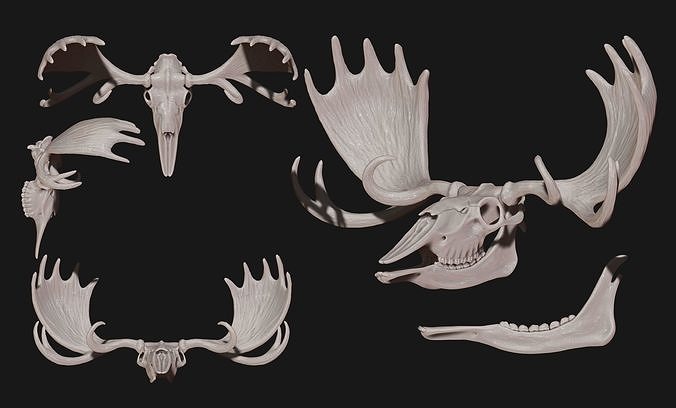 American Alce skull 3D model 3D printable | CGTrader