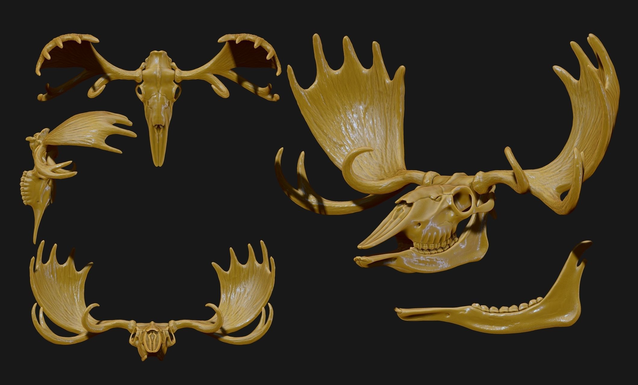 American Alce skull 3D model 3D printable | CGTrader
