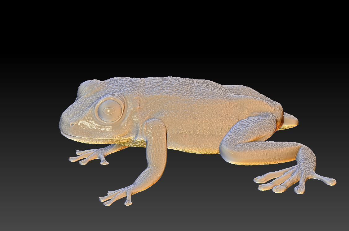 Poison dart frog 3D model 3D printable | CGTrader