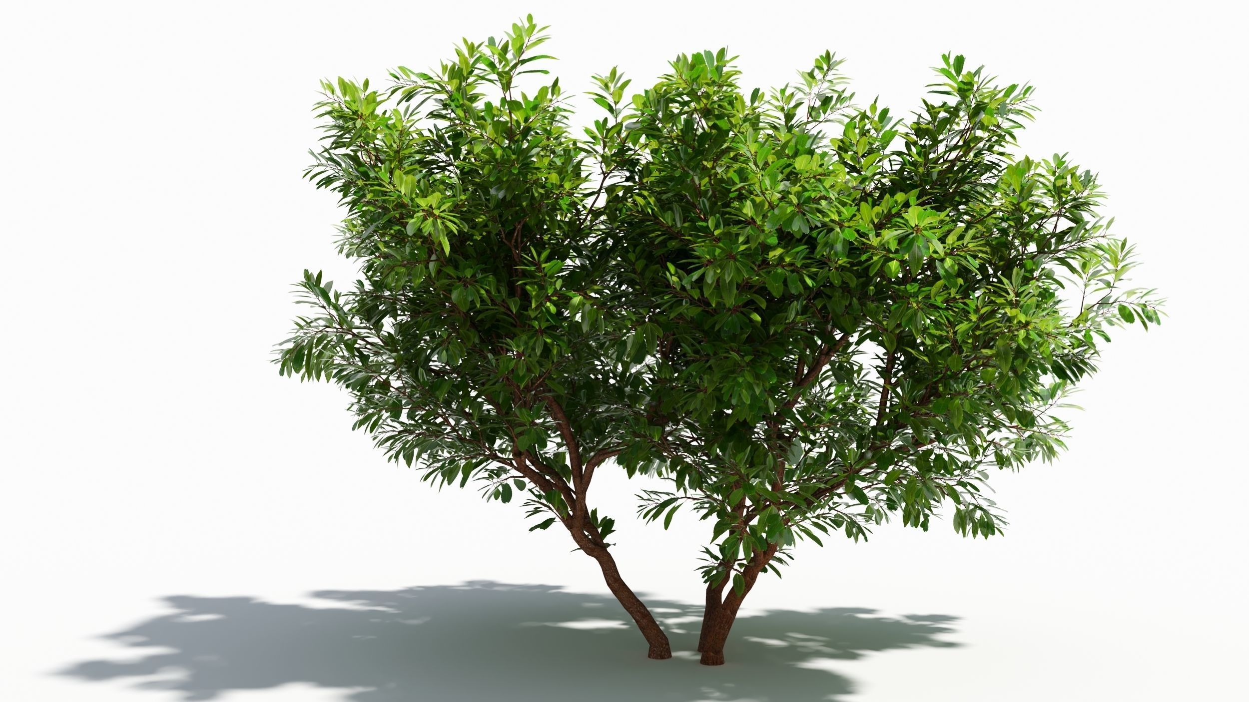 Arbutus tree 3D model | CGTrader