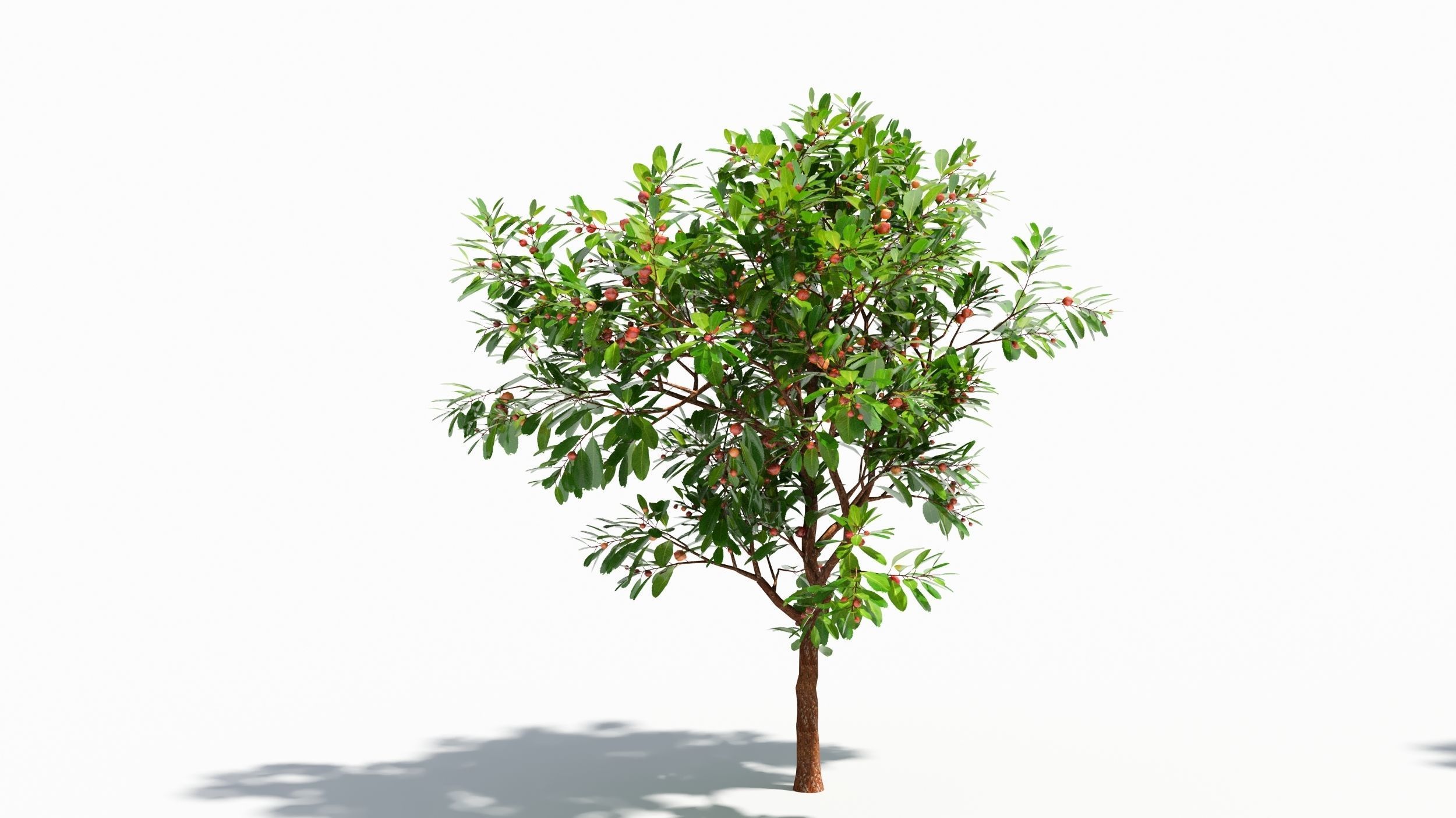 Arbutus tree 3D model | CGTrader