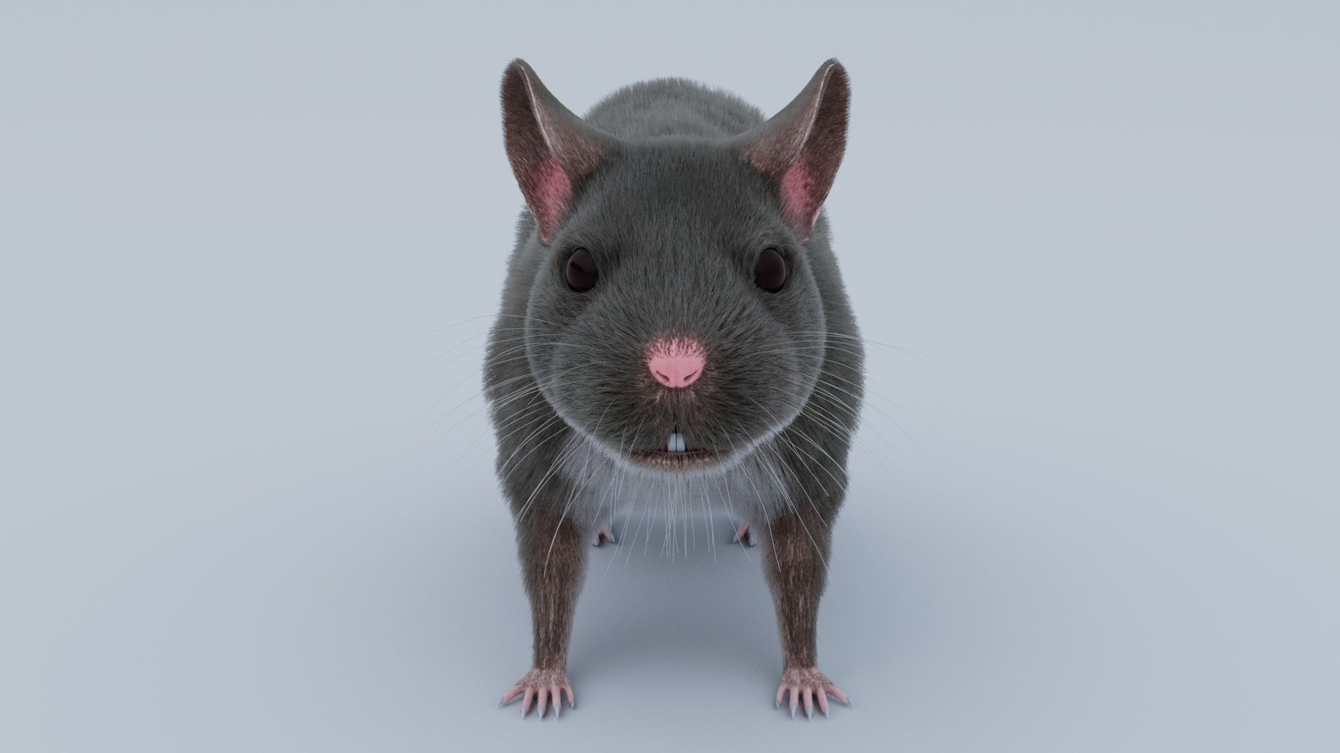 Rat Rigged 3D model 3D model rigged | CGTrader