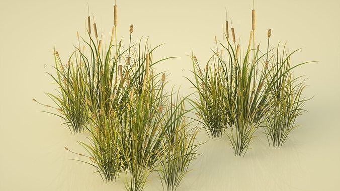 rice rice fragrance rice 3D model | CGTrader