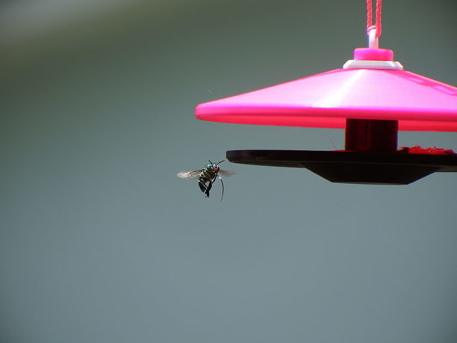 The BeeClub Feeding and Breeding Platform for Orchid Bees 3D model 3D ...