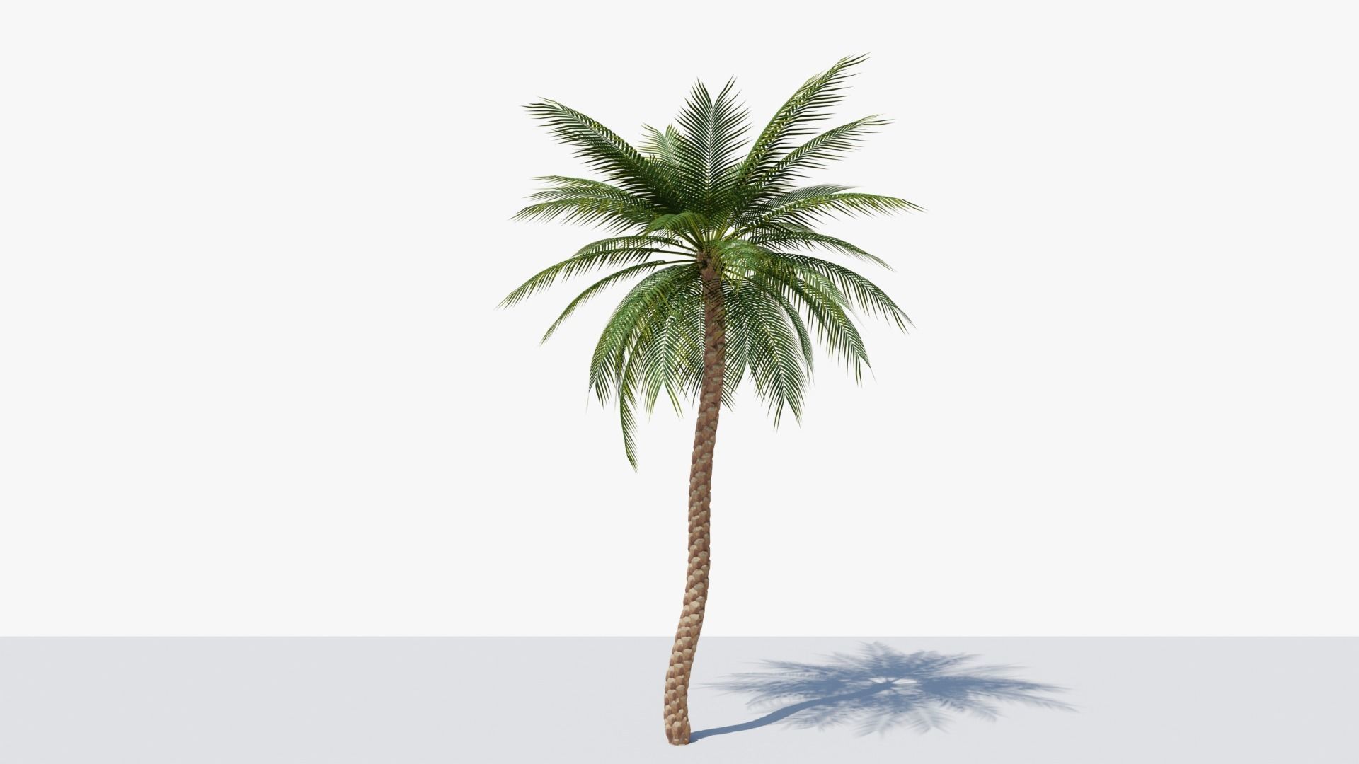 3D model Date Palm v4 VR / AR / low-poly | CGTrader
