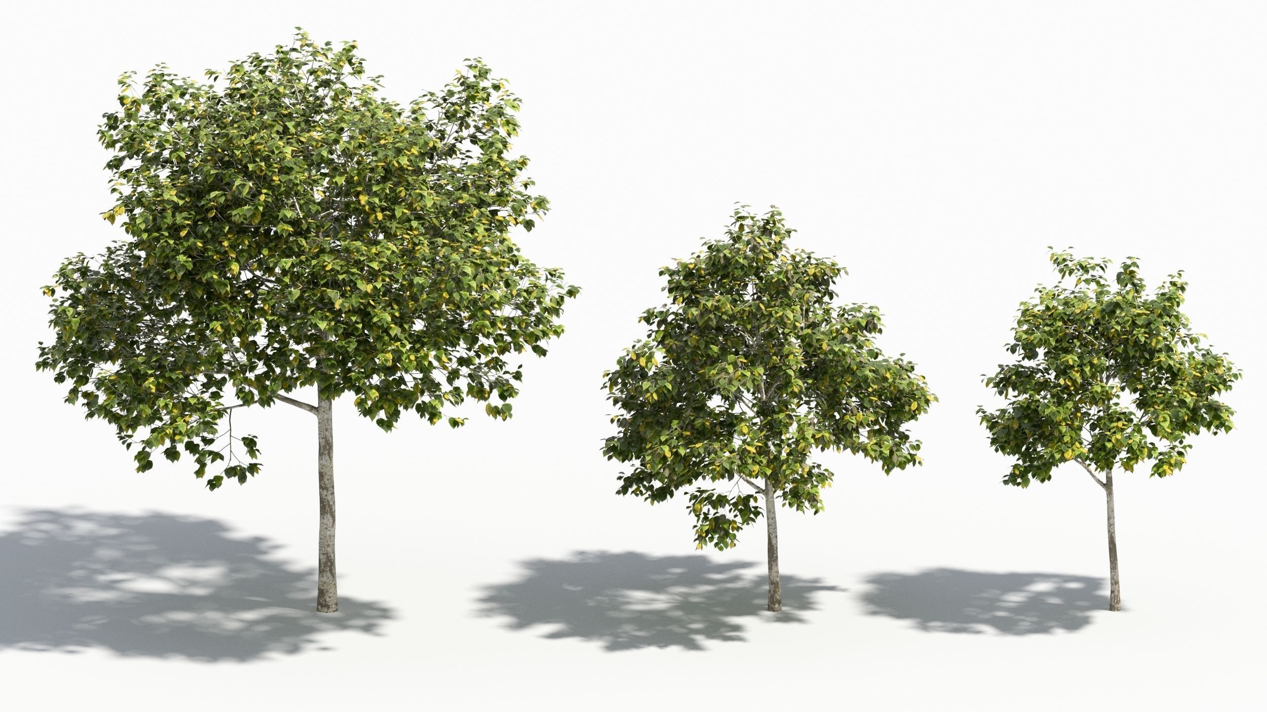 Betula tree 3D model | CGTrader