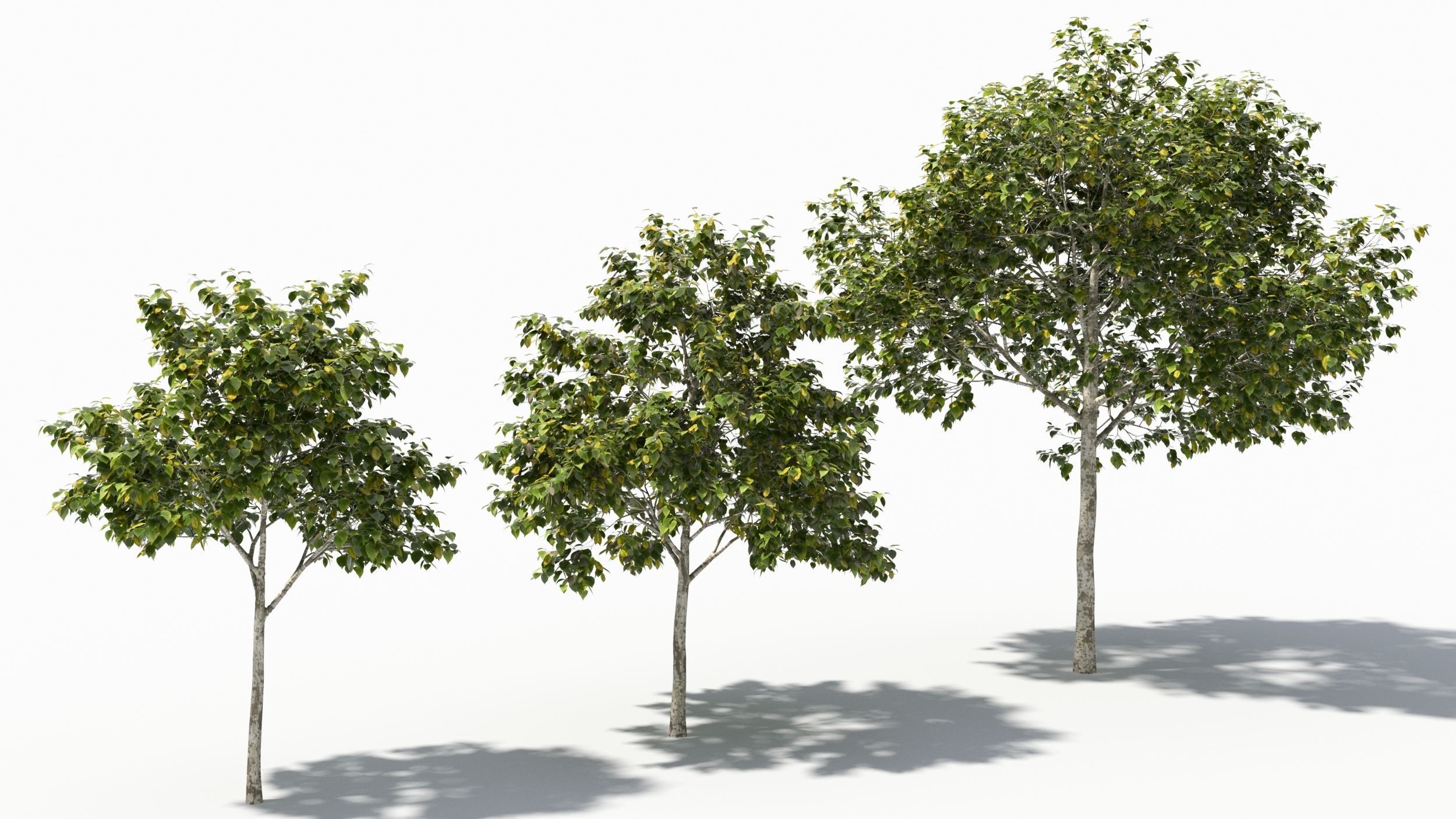 Betula tree 3D model | CGTrader