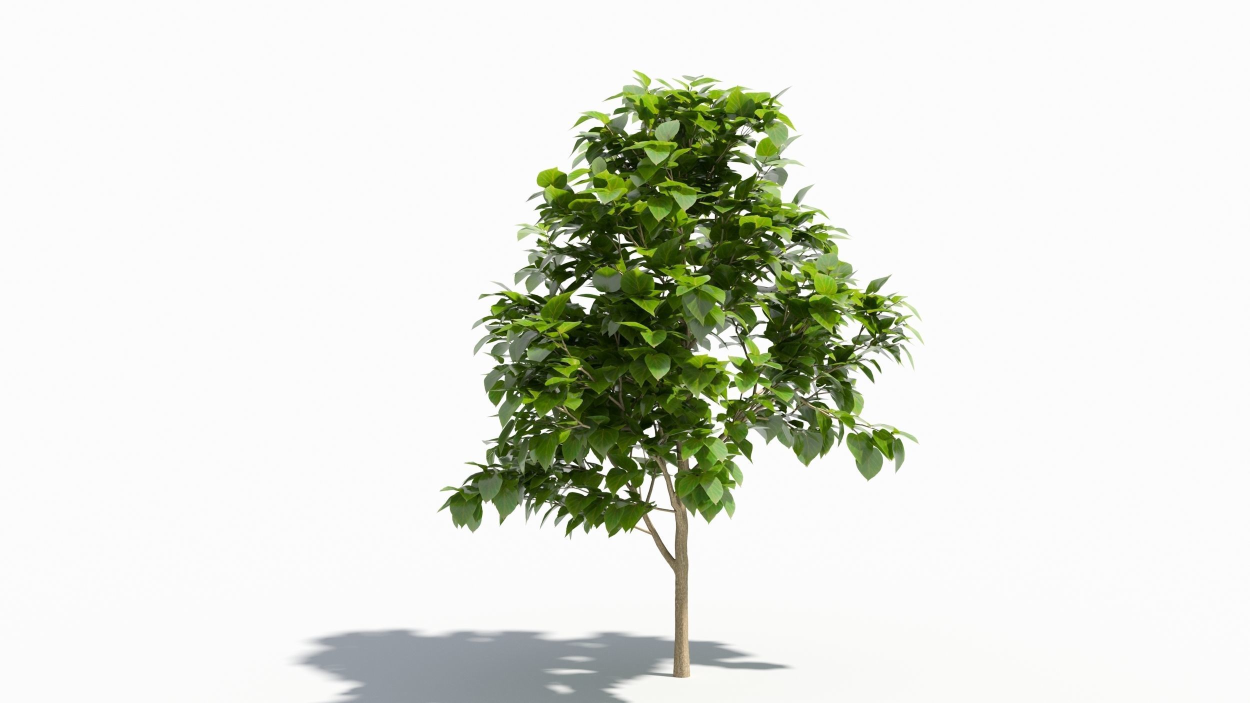 Catalpa tree 3D model | CGTrader