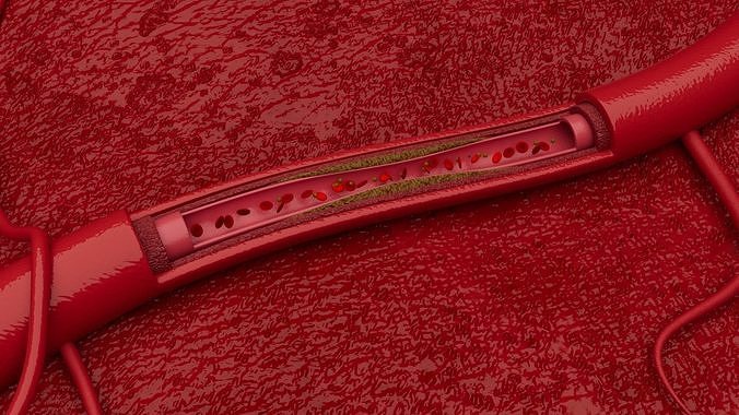 blood vessels animation 3D model animated | CGTrader