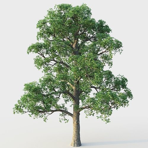 White Oak 01 3D model | CGTrader