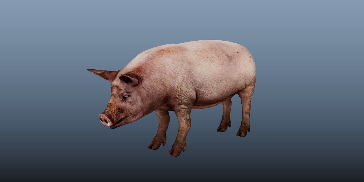3D model Pig Animated VFX Grace VR / AR / low-poly | CGTrader